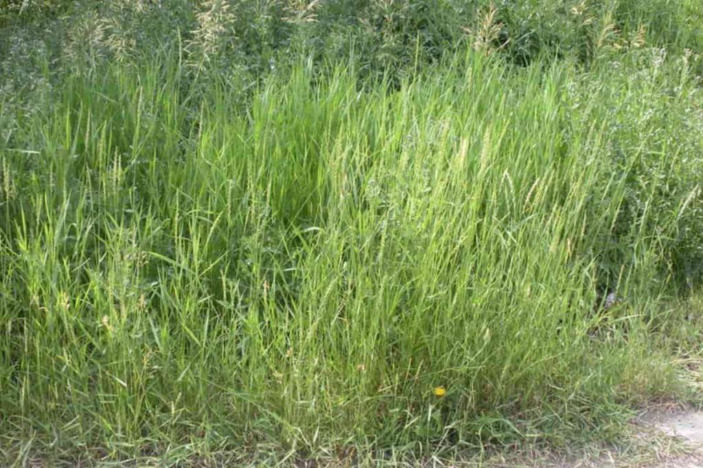 Chiendent : voici comment le supprimer