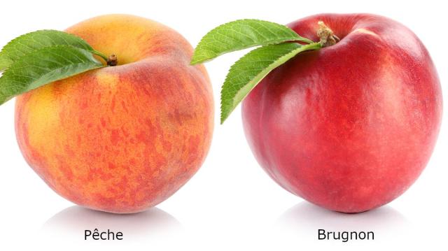 Différences entre pêche et brugnon : savoir les reconnaître