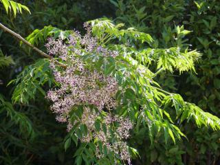 Margousier : plantation, entretien et utilisation