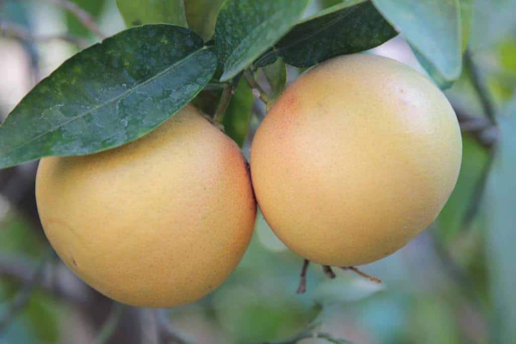Pamplemousse et pomelo : quelle est la vraie différence