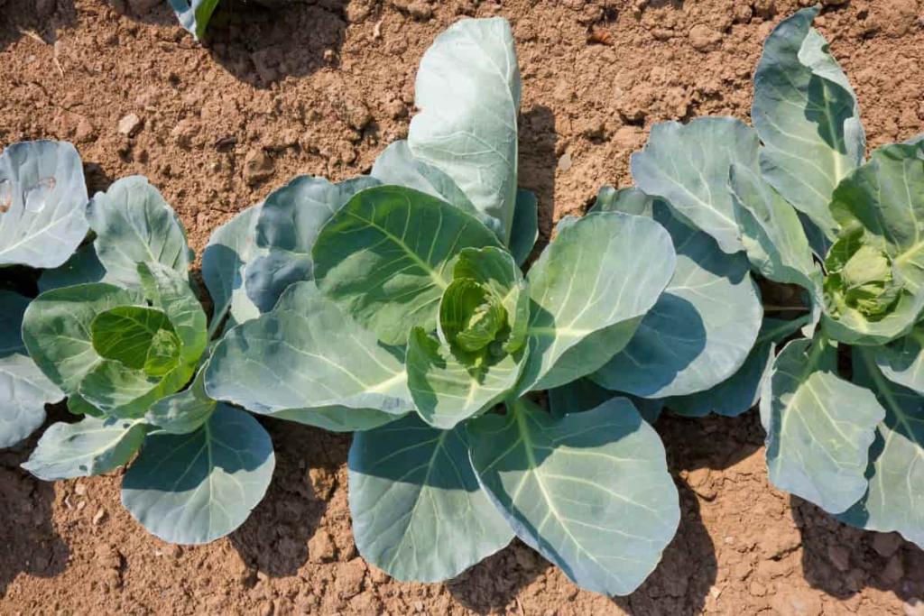 Chou cabus : semis, plantation, entretien et récolte