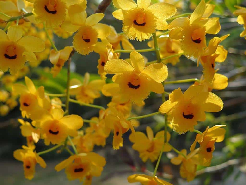 Orchidées jaunes : espèces et variétés à découvrir