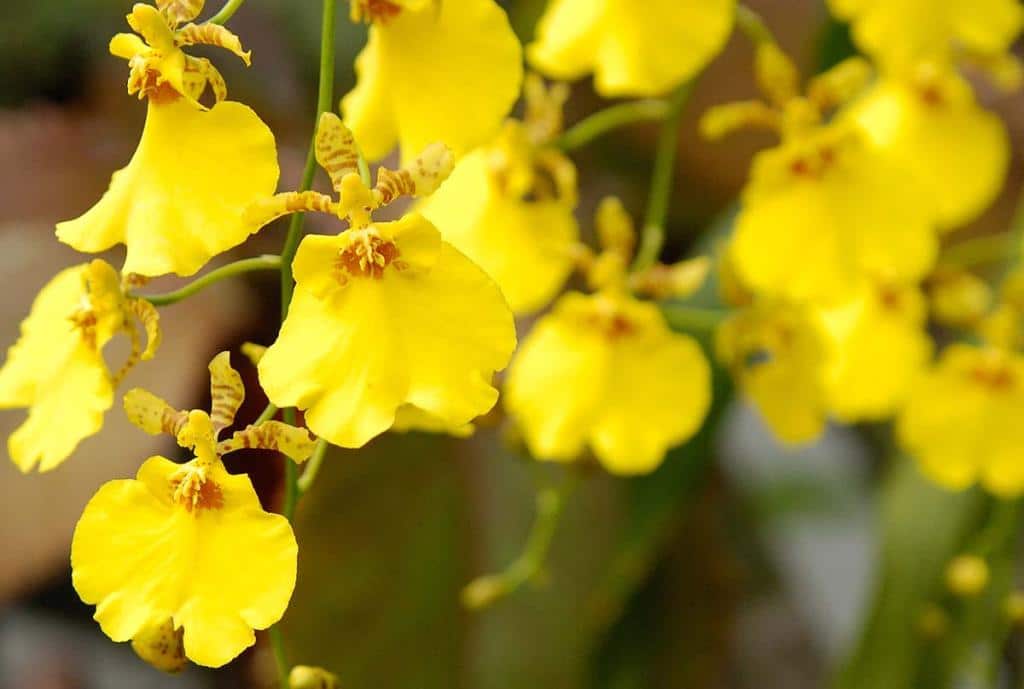 Orchidées oncidium : floraison et conseils d'entretien