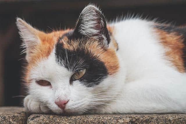 Chat Isabelle : présentation, spécificité, alimentation et prix