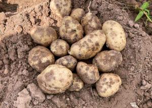 Gale commune de la pomme de terre : quel traitement