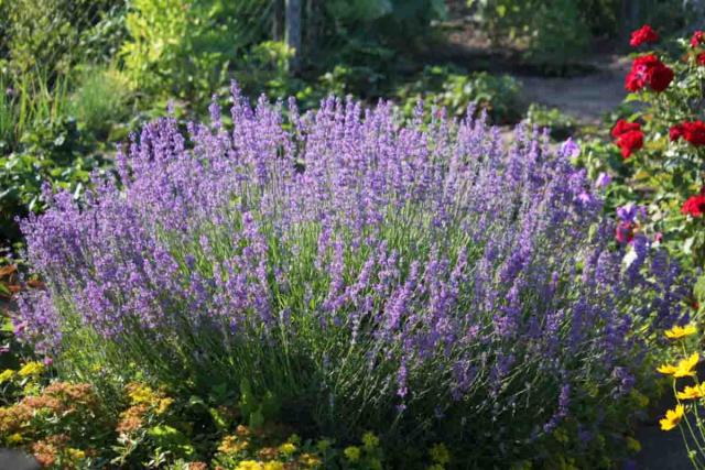 Plantes pour sol calcaire : les incontournables au jardin