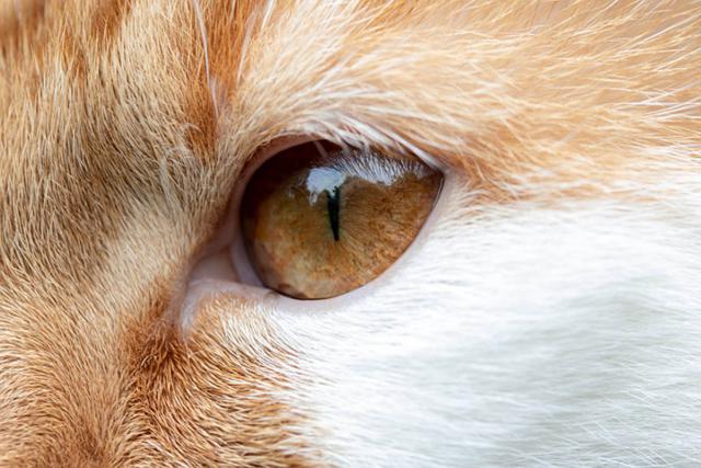 Vision chez le chat : anatomie, comment il voit le jour et la nuit