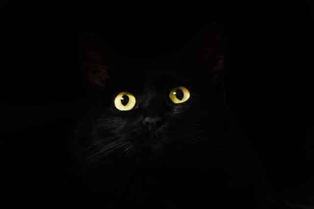 Vision chez le chat : anatomie, comment il voit le jour et la nuit