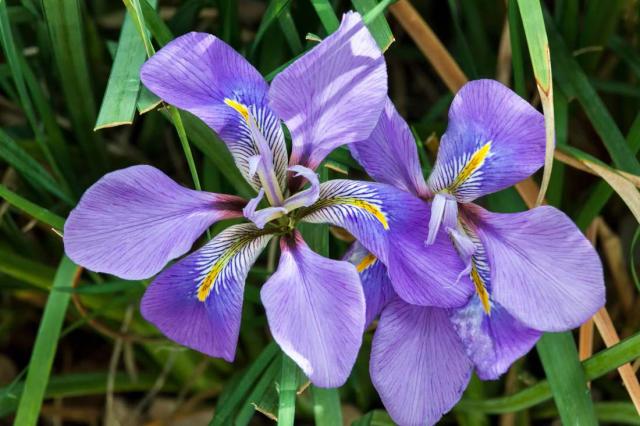 Iris unguicularis - Iris d'Alger : culture et floraison