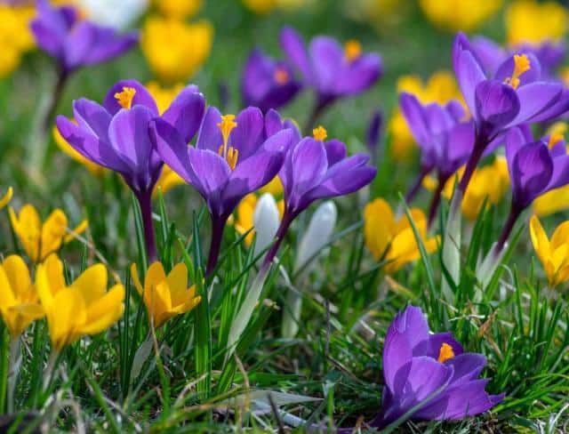 Crocus : plantation, floraison et conseils d'entretien