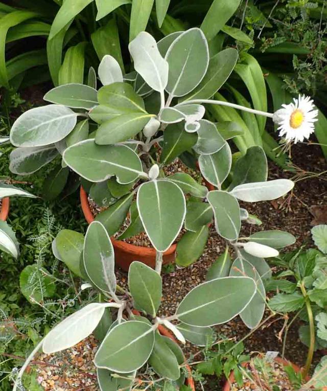 Marguerite de Nouvelle Zélande : culture et floraison