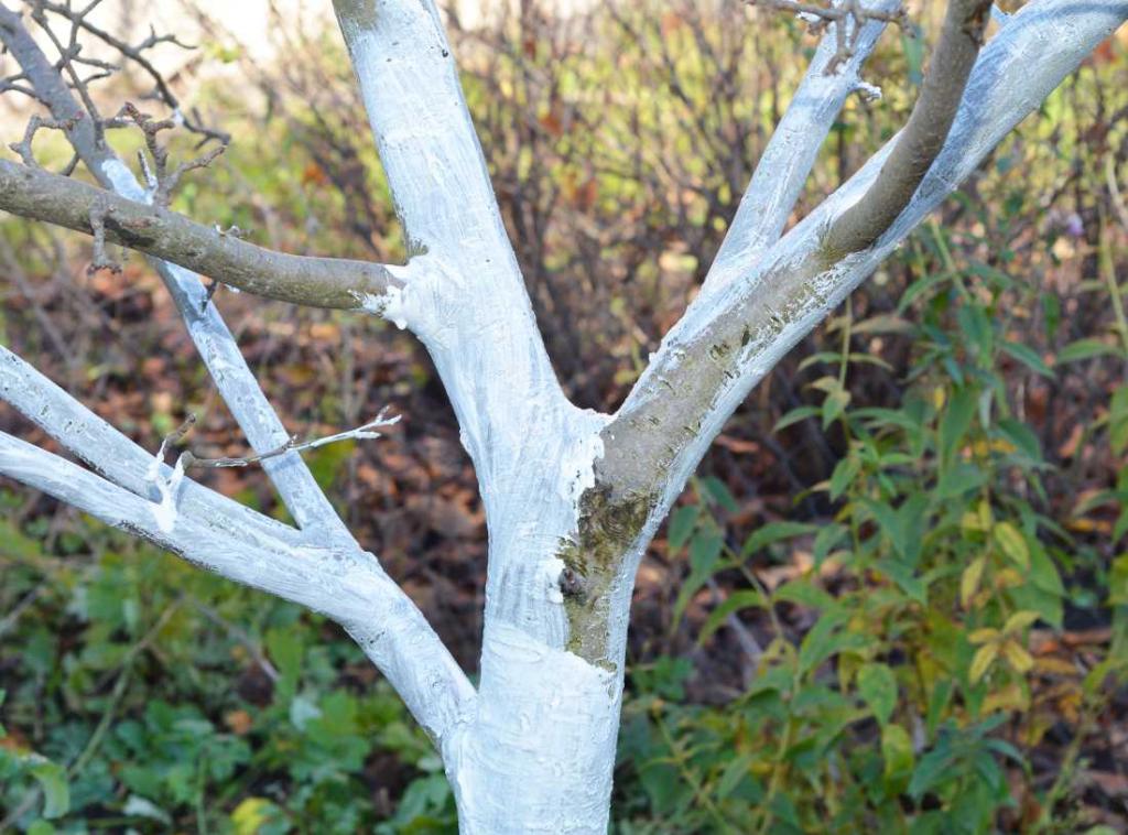 Chaux sur les arbres fruitiers : explication et utilisation