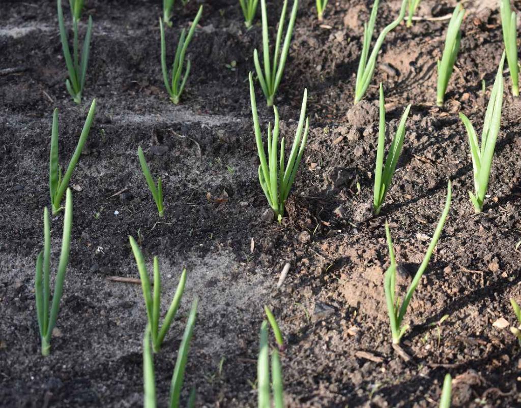 Oignon nouveau : culture et entretien des oignons blancs