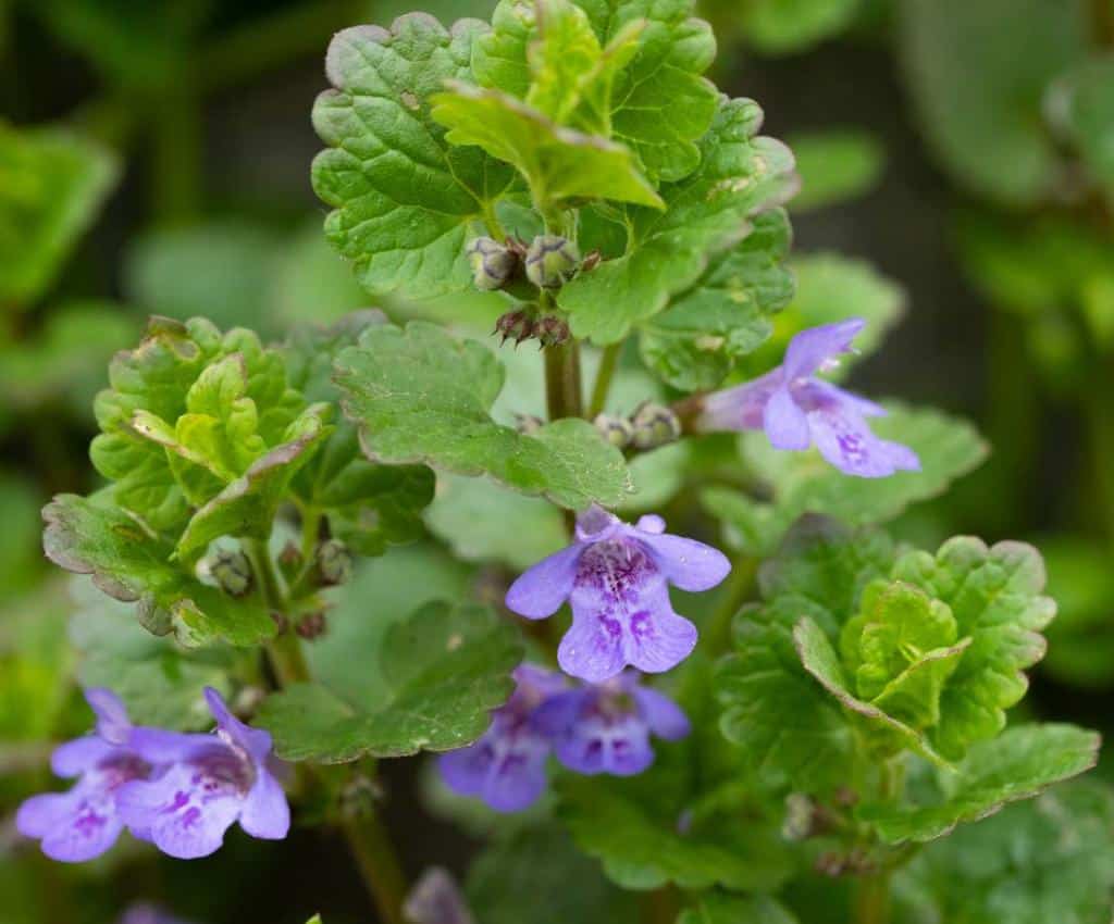 Lierre terrestre - Glechoma hederacea : culture et entretien