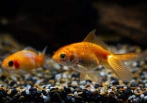 Poisson rouge : présentation, entretien et alimentation en bassin