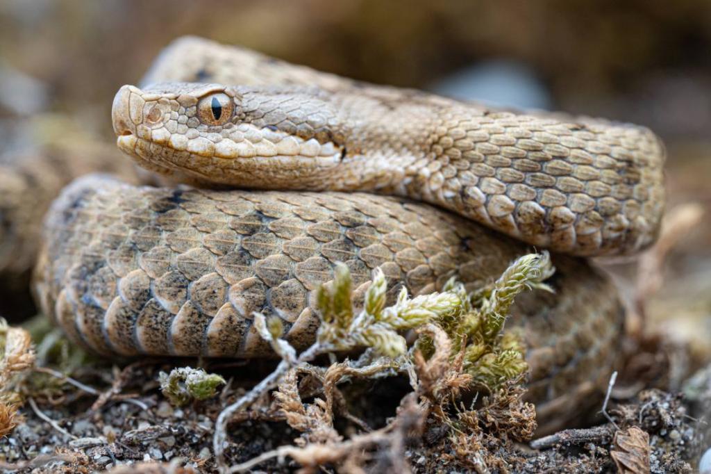 Une vipère dans mon jardin : quelle attitude adopter