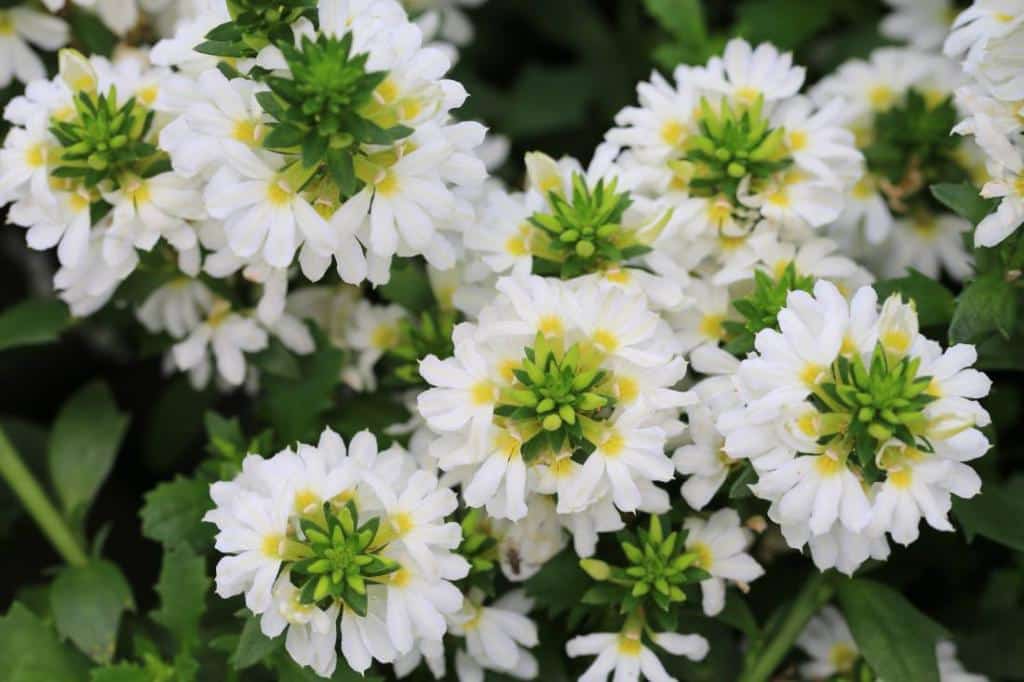 Scaevola : culture, floraison et entretien
