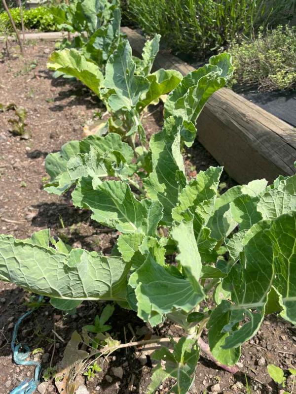 Chou fourrager : culture et utilisation