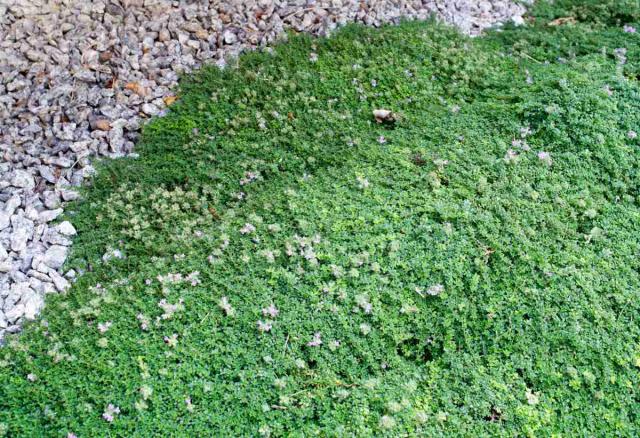 Thym rampant, couvre-sol : plantation, culture et récolte