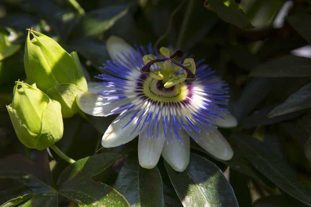 Passiflora caerulea - passiflore bleue : culture et entretien
