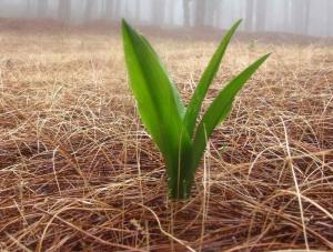Aiguilles de pin : utilisations au jardin