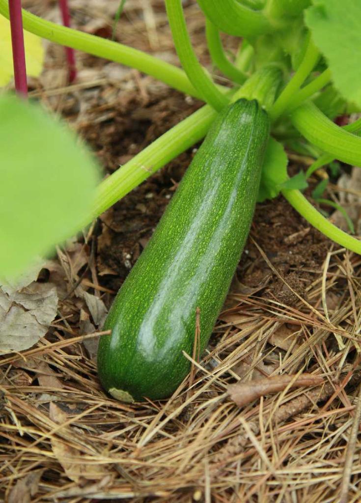 Aiguilles de pin : utilisations au jardin