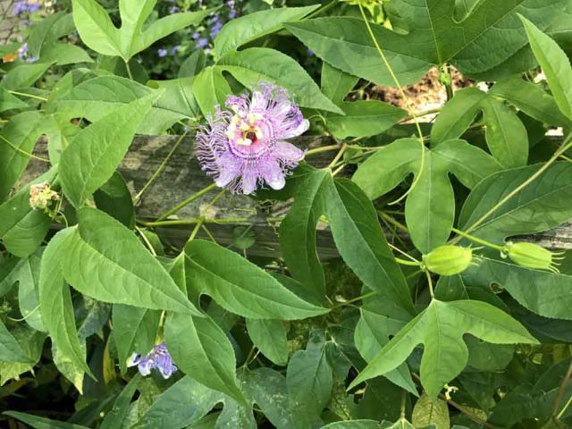 Passiflora incarnata, la passiflore officinale utilisée en phytothérapie
