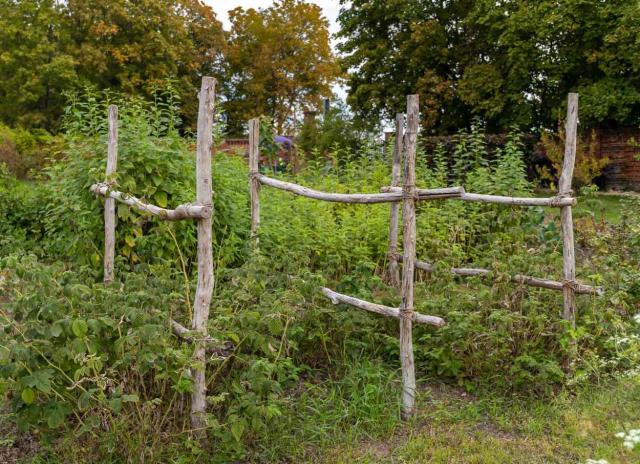 Framboisier : Culture et variétés