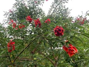 Erythrina crista galli : culture, floraison et entretien