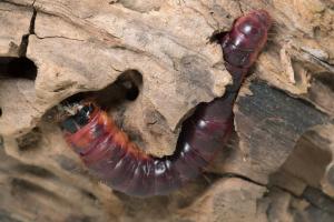 Cossus gâte-bois : une chenille dévastatrice