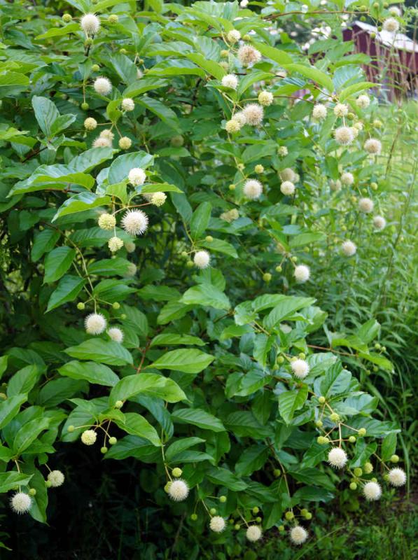 Cephalanthus Culture Et Floraison