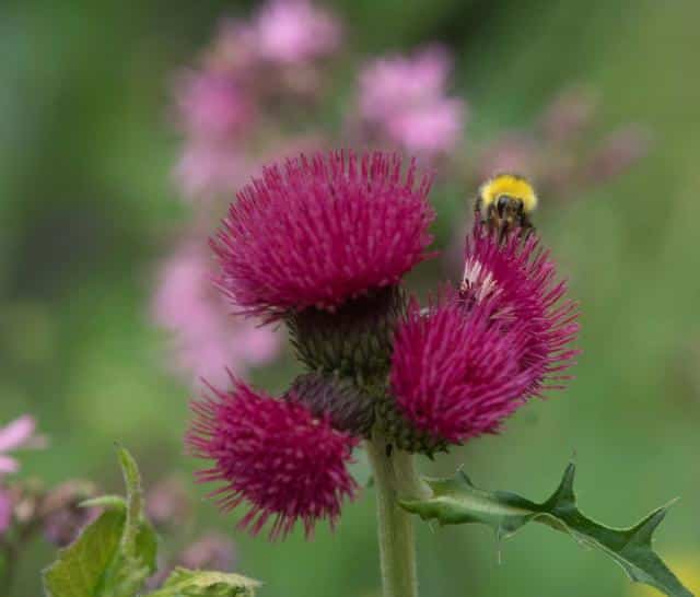 Cirse : plantation, entretien, floraison