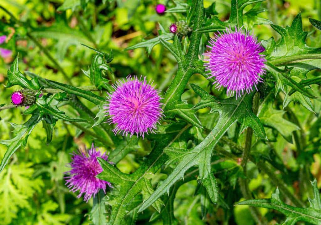 Cirse : plantation, entretien, floraison