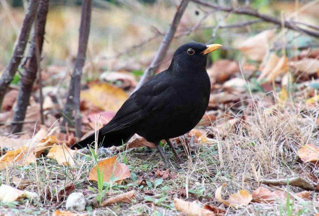 Le merle : identification, alimentation et rôle au jardin