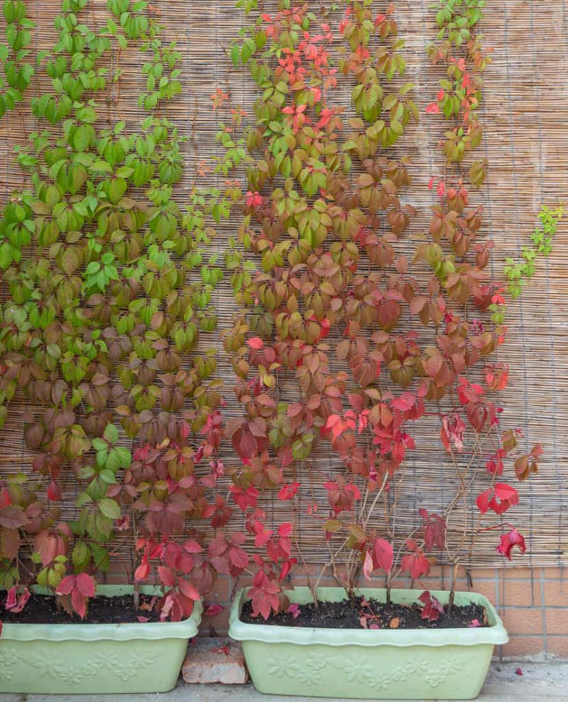 Vigne vierge : plantation, taille, entretien