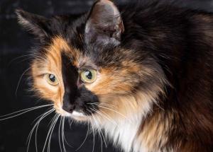 Chat écailles de tortue : tout connaître