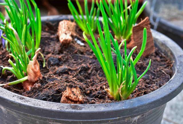 Echalote en pot : culture et entretien