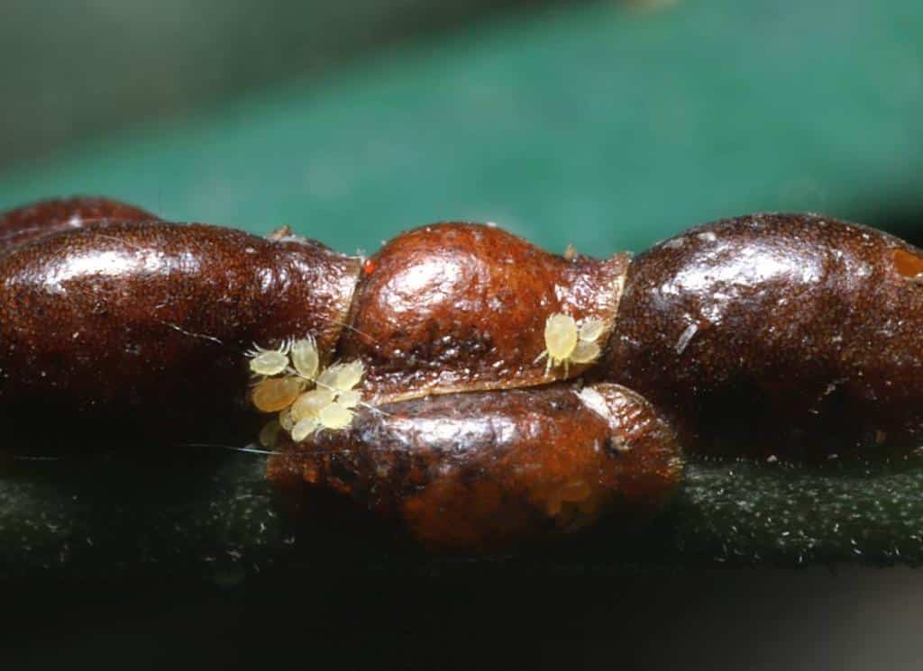 Cochenilles à carapace : les traitements