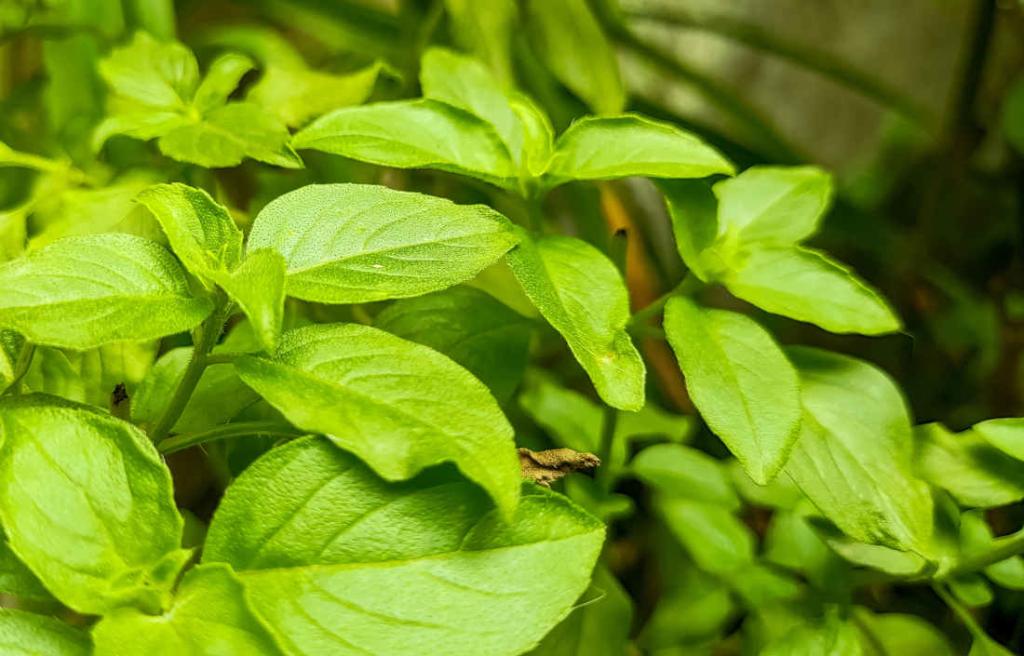 Basilic citron : culture et utilisation en cuisine