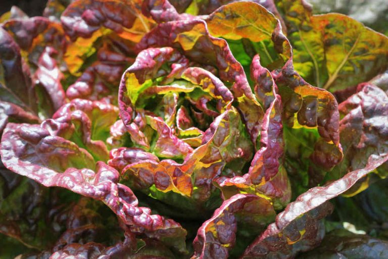 Laitue d'été : culture et variétés qui résistent à la chaleur