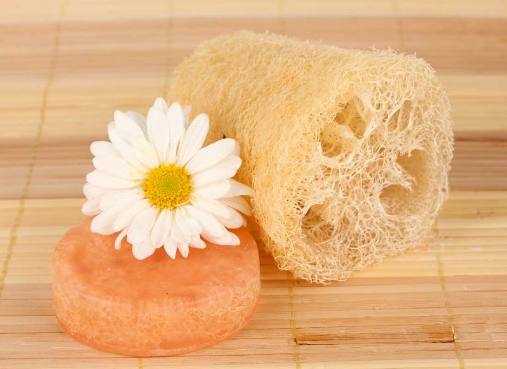 Luffa : cultiver cette courge pour produire vos éponges végétales