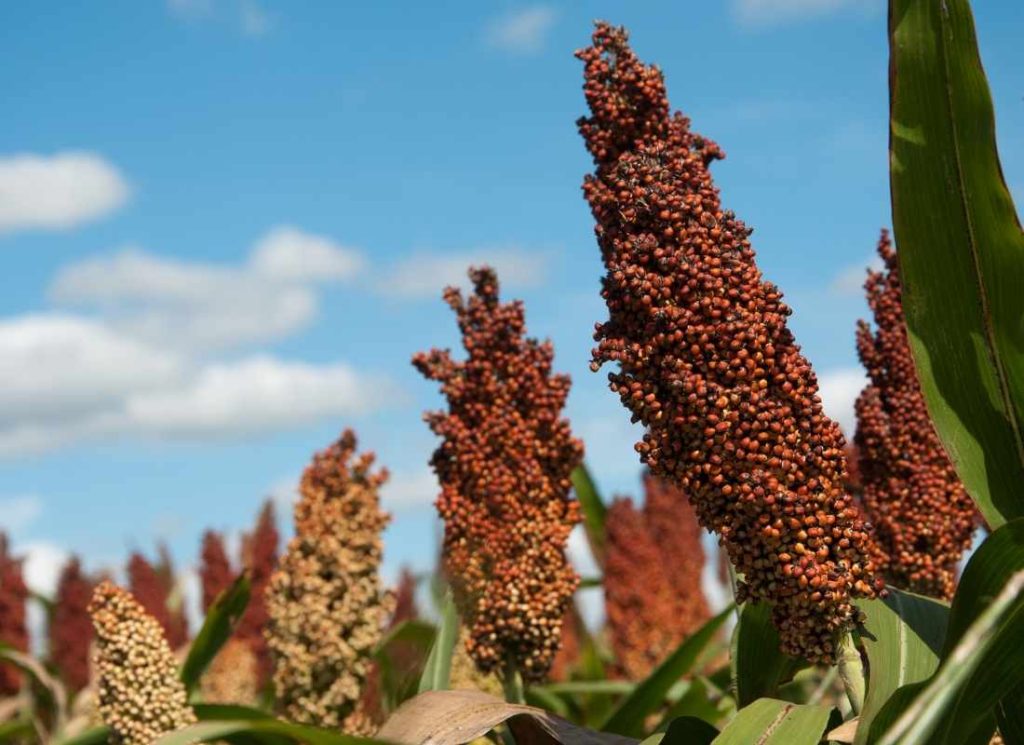 Cultiver le sorgho au potager : avantages et utilisation