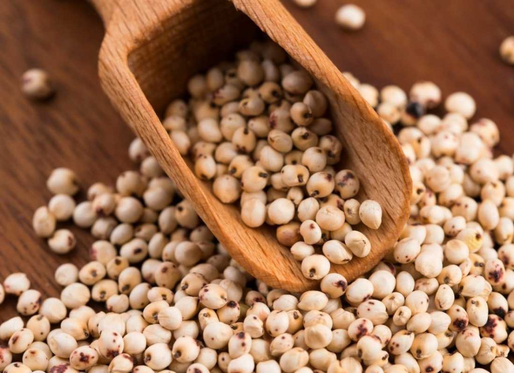 Cultiver le sorgho au potager : avantages et utilisation