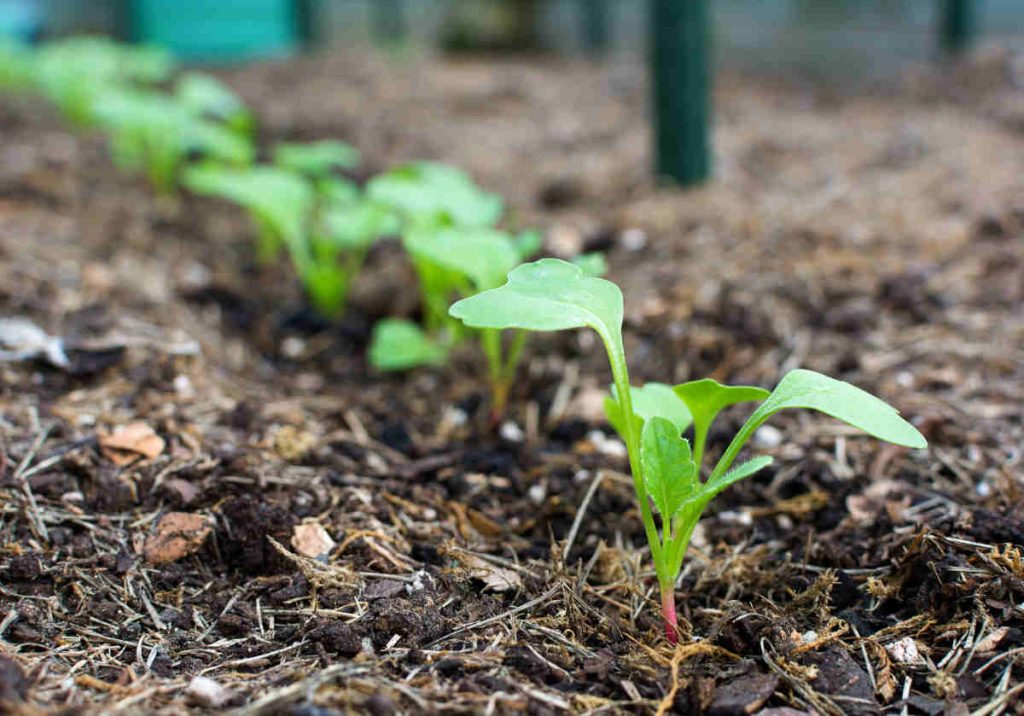 Radis : Culture, semis, entretien et récolte des radis