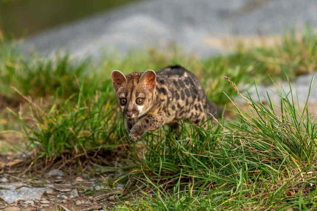 La Genette : description, habitat, alimentation