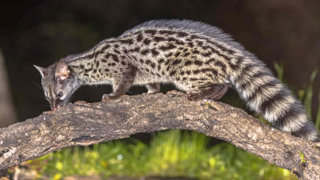 La Genette : description, habitat, alimentation