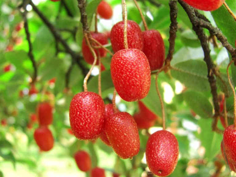 Goumi du Japon : Culture, Entretien, Récolte