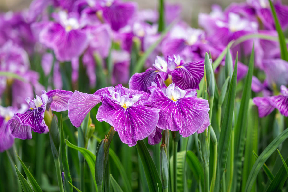 Iris ensata – Iris du Japon : culture en sol humide et soins