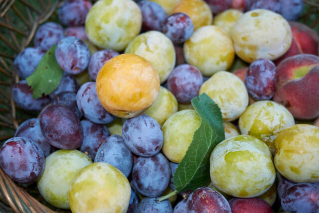 Variétés de prunes : choisir le prunier selon ses goûts et son jardin