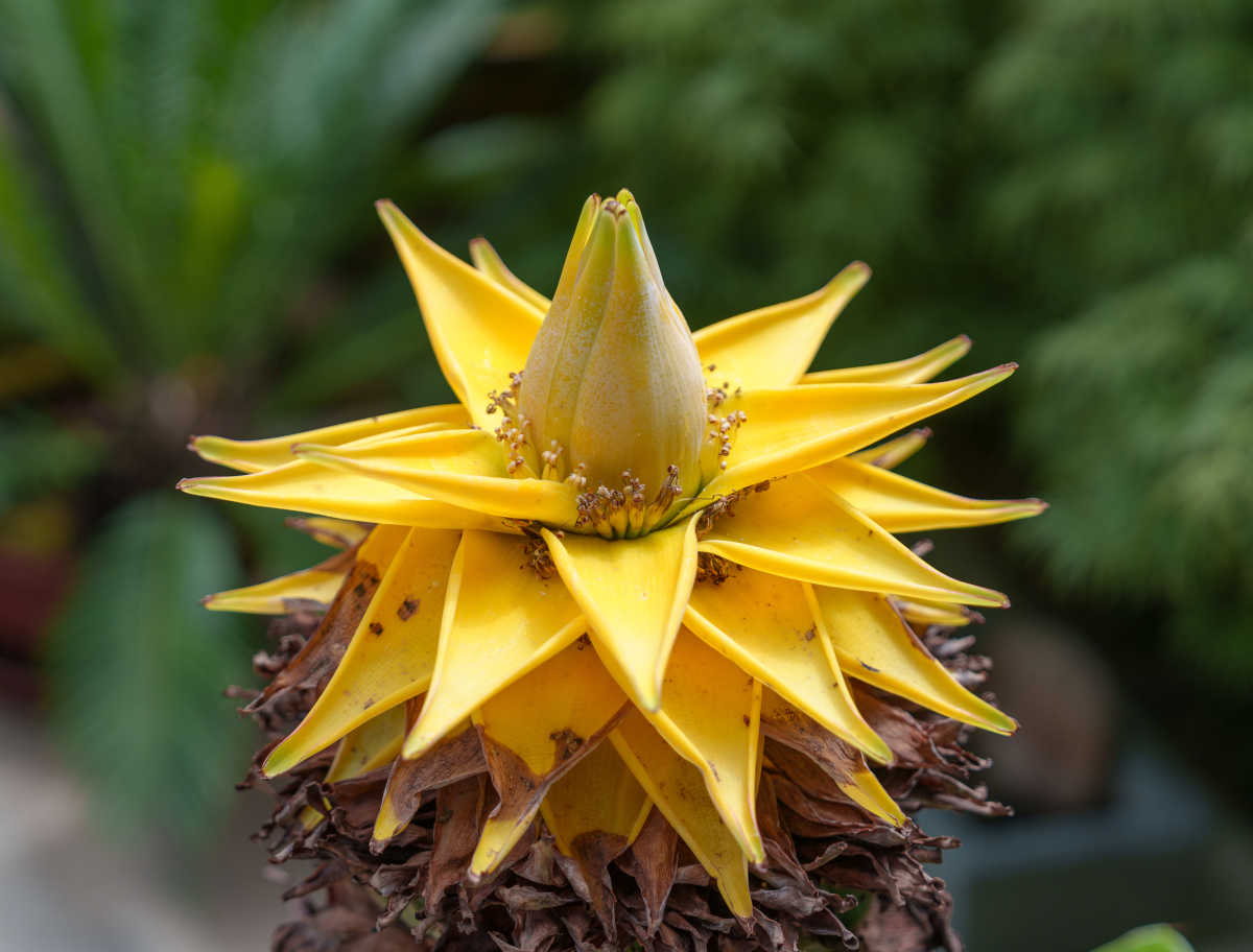 Bananier nain ‘Lotus d’or’ : culture, entretien et conseils